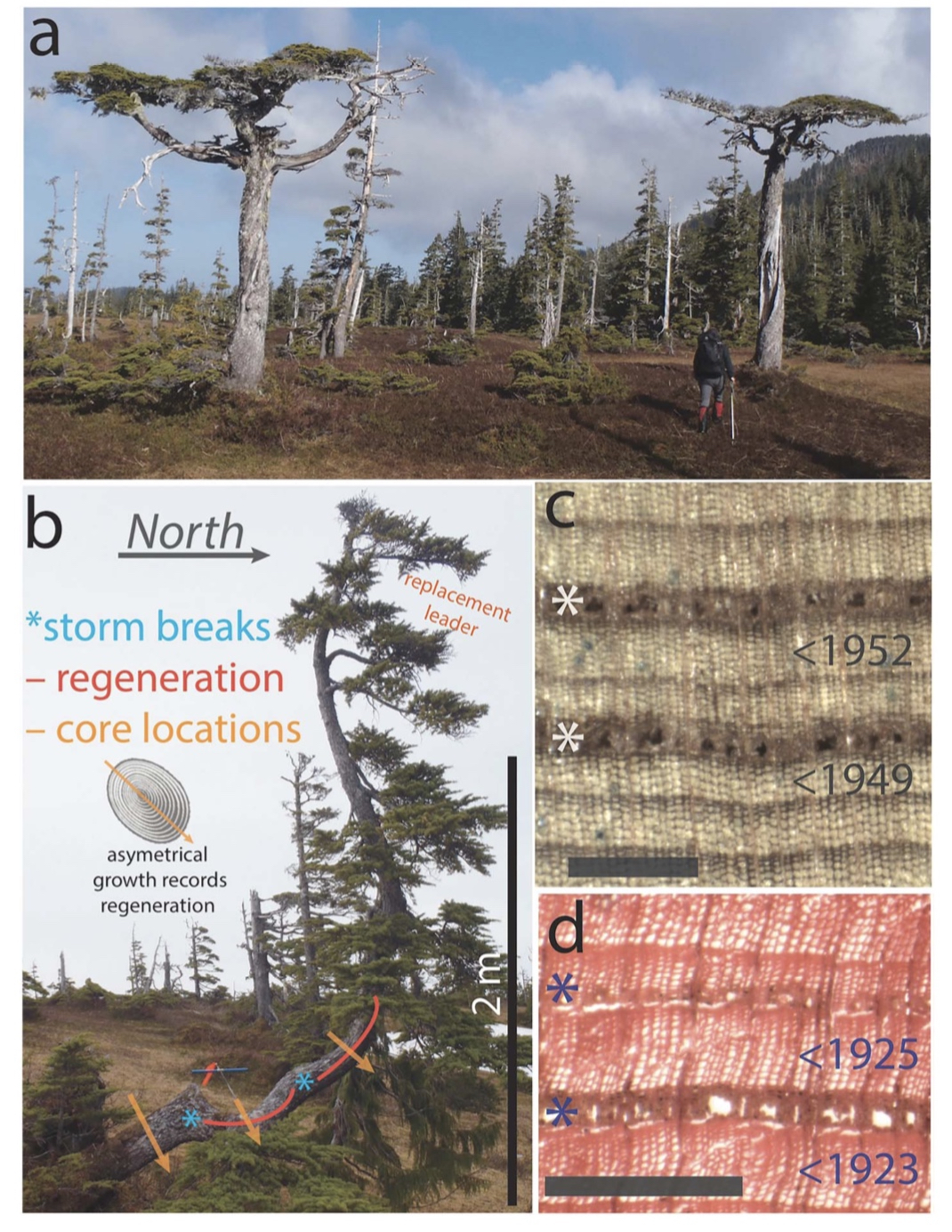 Four New Publications from the Wooster Tree Ring Lab | The College of ...